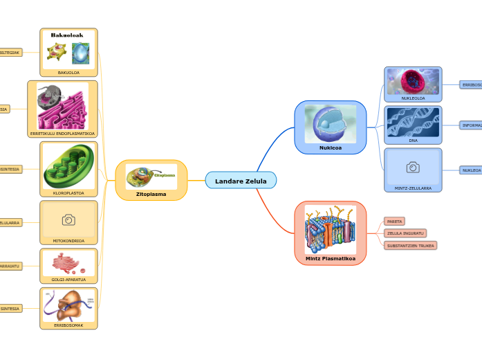 Landare Zelula - Mind Map
